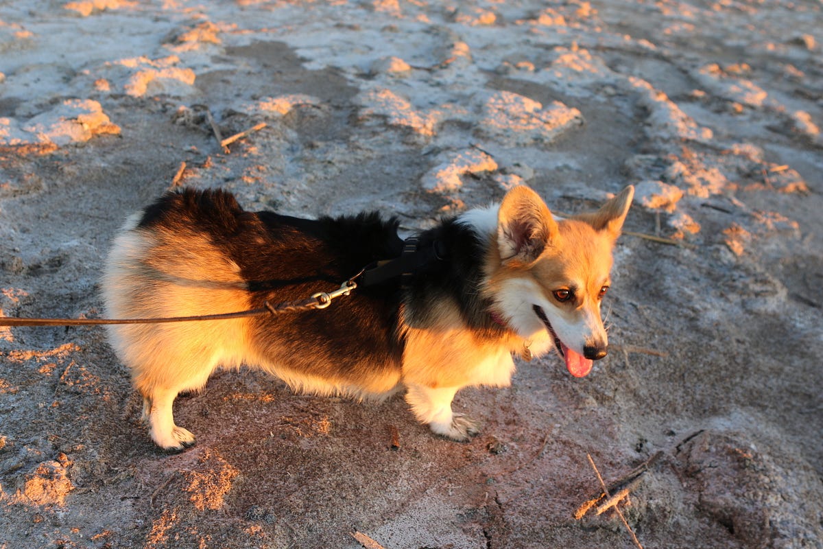 I Want To Speak With Our Dog. Having a chat with Miss Mali. | by ...