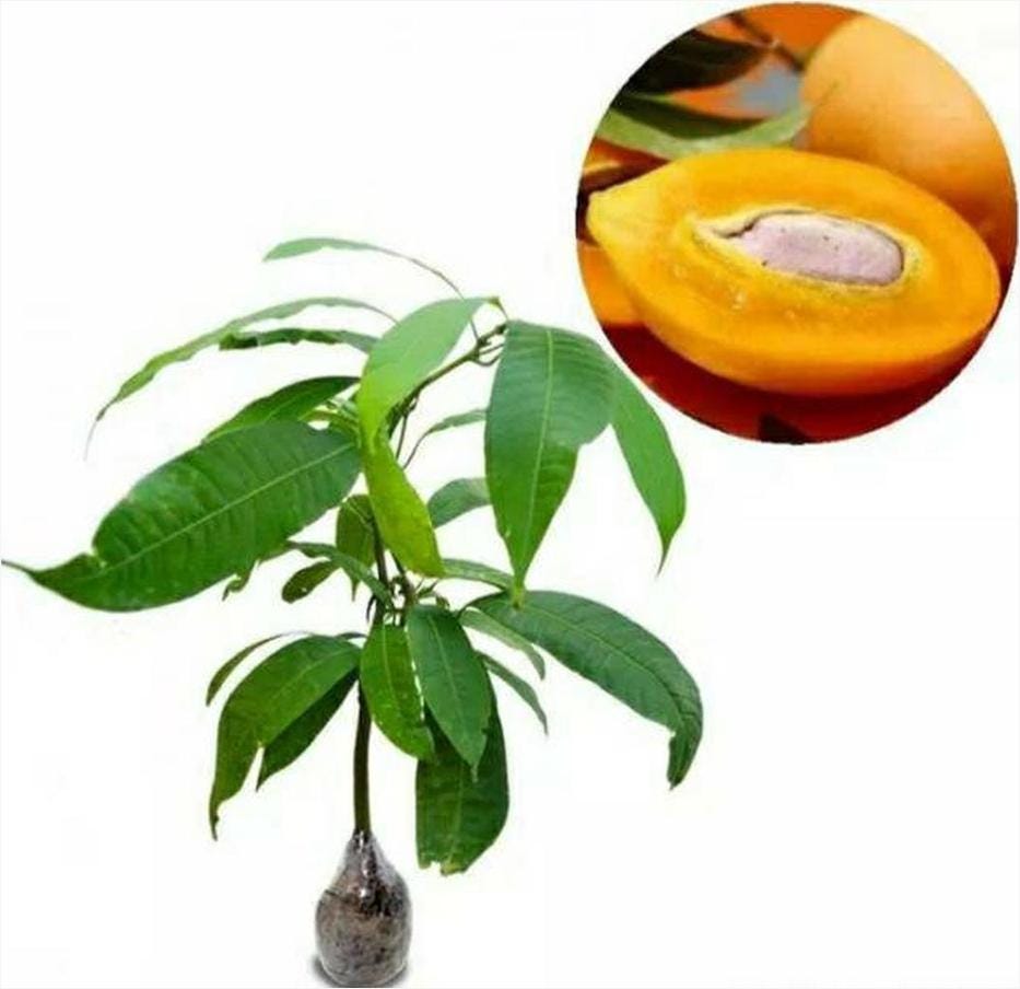 Bibit Buah Gandaria Jatake Grobogan Terbaik | by Itangnursery | Medium
