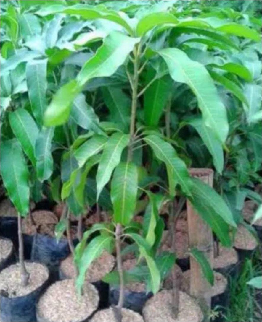 Bibit Mangga Garifta Merah Tulungagung | by Jasmin Buah | Medium