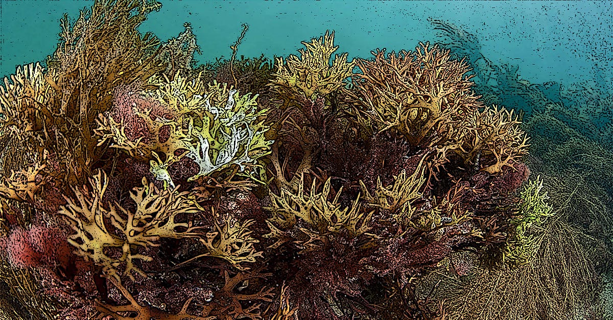What is the difference between Irish moss and other types of seaweeds ...
