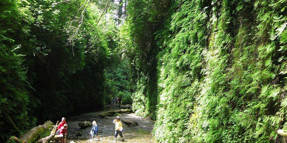 A Glimpse of California’s Prehistoric Fern Canyon | by Ana Docoito ...