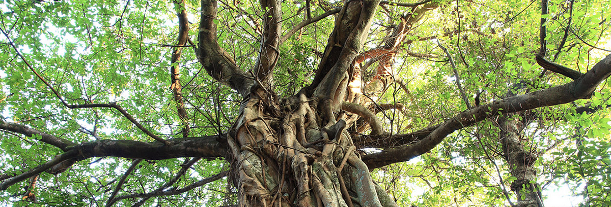 Monolith To Microservices Path: Strangler Architecture Pattern | by ... Monolith To Microservices Path: Strangler Architecture Pattern | by ...