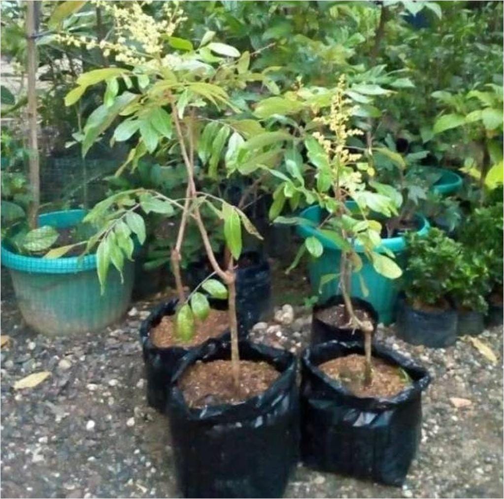Pohon Kelengkeng Tinggi 1 Meter Tanaman Bibit New Kristal Belum ...