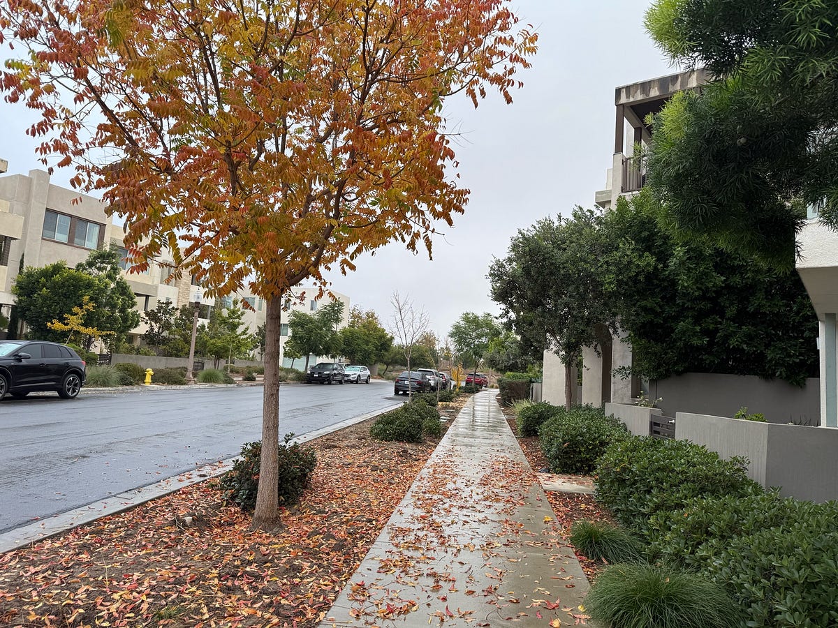 A Rejuvenating Rain Walk. Of admiring colorful trees | by Dr. Seema ...