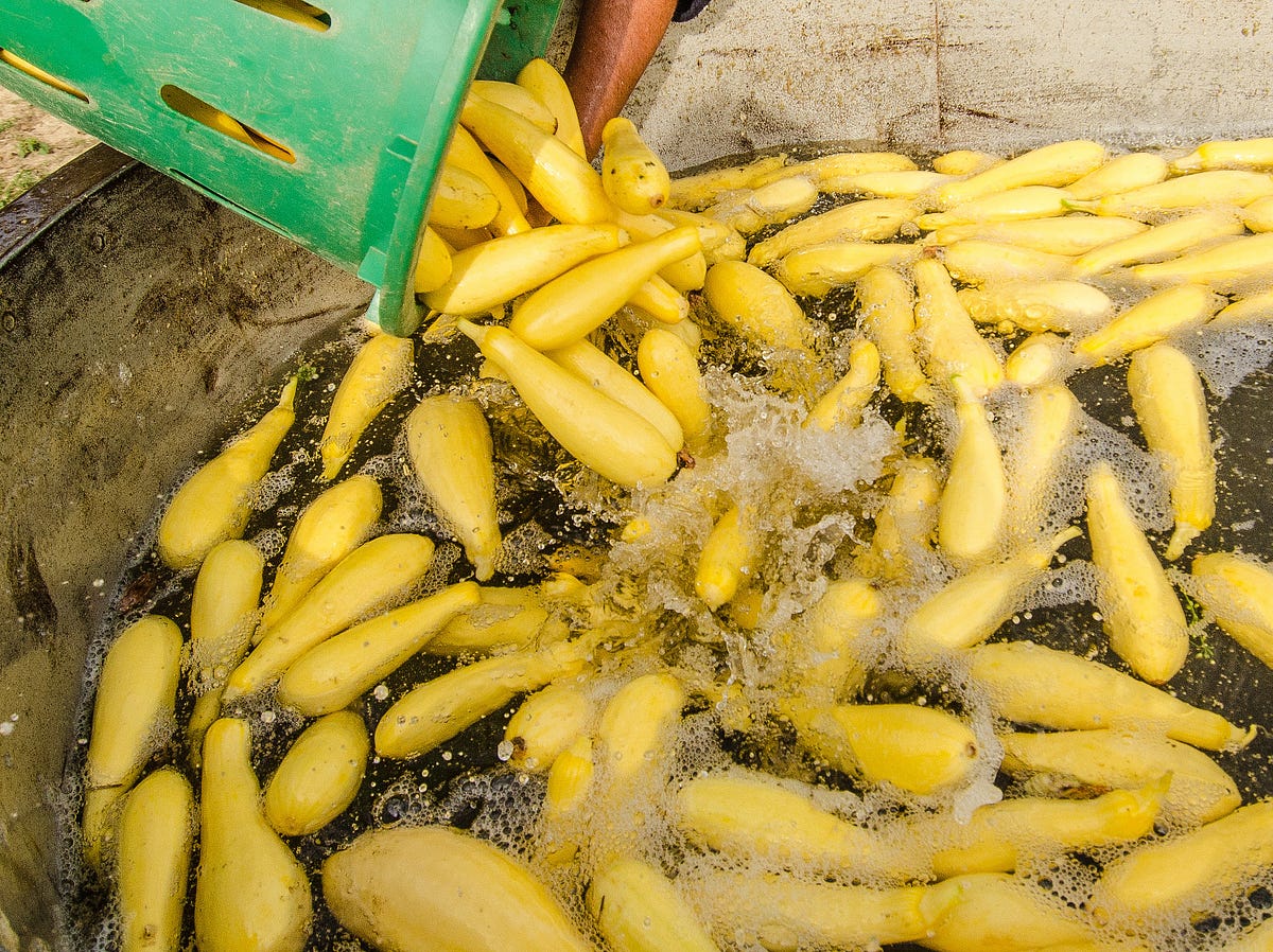 How America Enables Farm Labor Exploitation | by Paul Blest | Medium