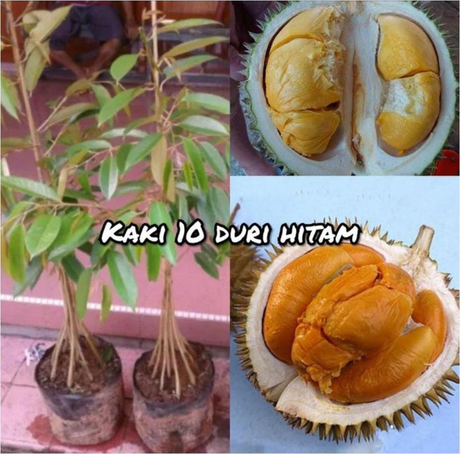 Pohon Durian Tinggi 1 Meter Bibit Duri Hitam Kaki 10 Indramayu | by yuni kamboja | Medium