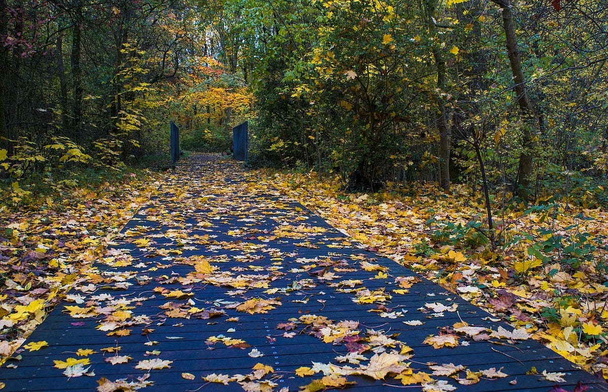 After Autumn comes Winter. This week I was encouraged to… | by Sharon ...