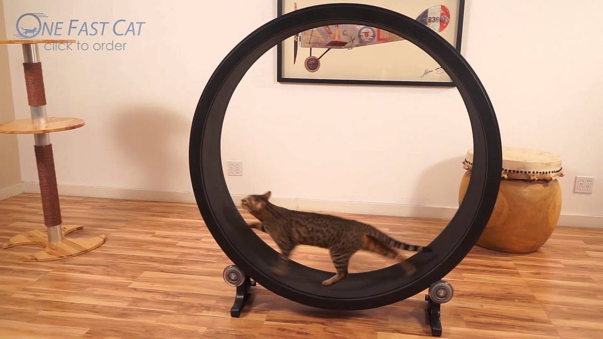 cat wheel - Ketawain saja - Medium
