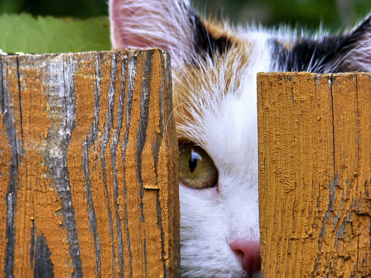 Silent Strength: The Benefits of Being an Observer in Group ...