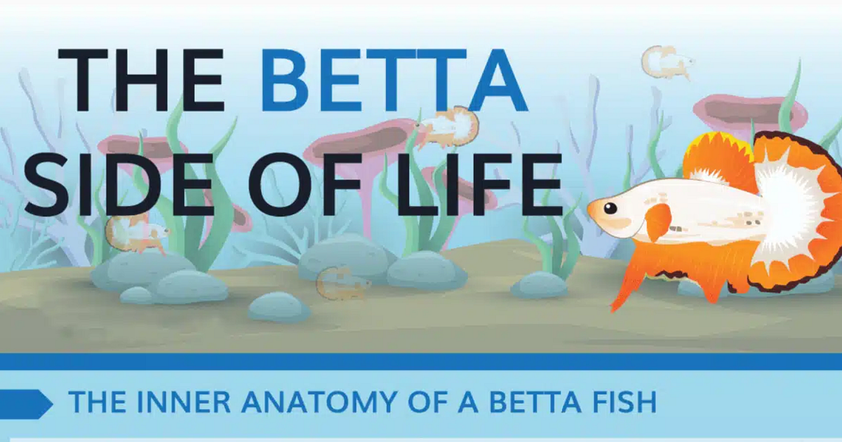 Betta fish care infographic - Nice Betta Thailand - Medium