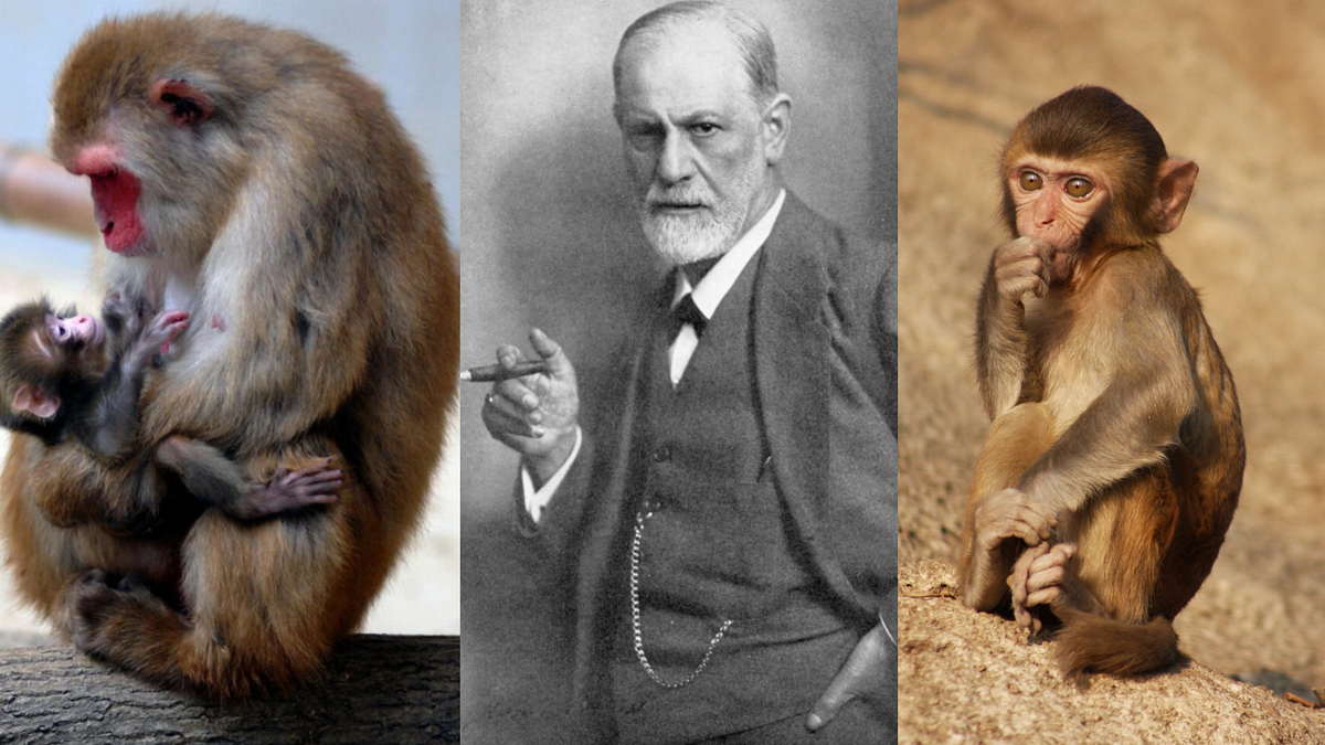 Evil Scientist Who Tortured Monkeys For Notorious Fame | by The Mars ...