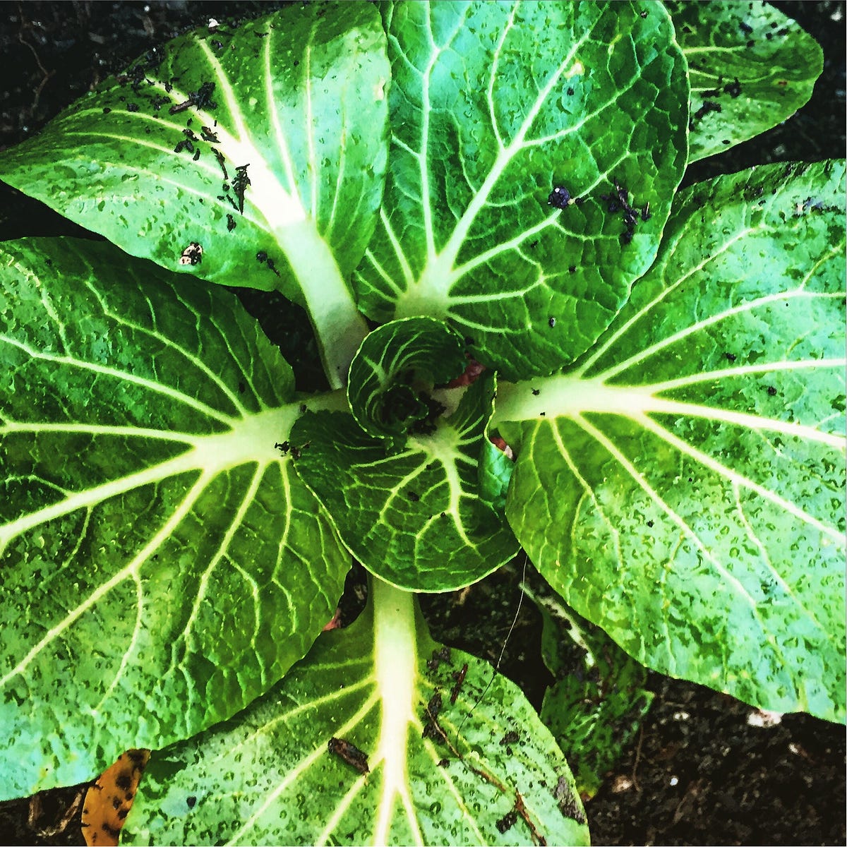The garden is at its most pristine now. | by Lisa Minucci | Invironment ...