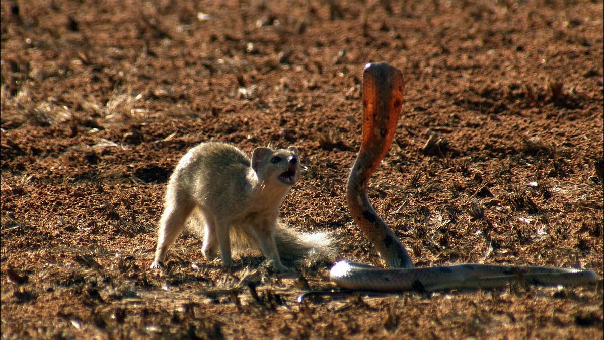 Aprovecha lo mejor de Mongoose. Middlewares y Hooks de mongoose, un ...
