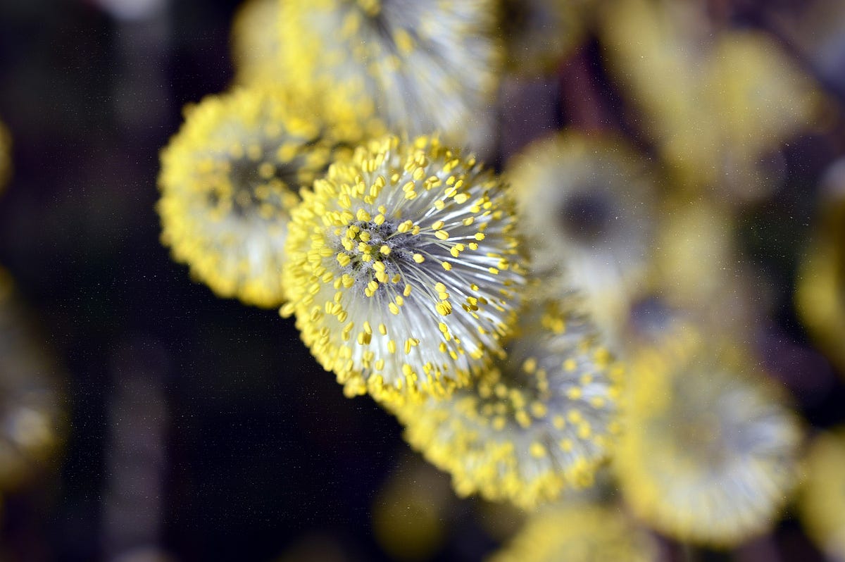 How to Protect Yourself Effectively from Pollen and Allergies in New ...