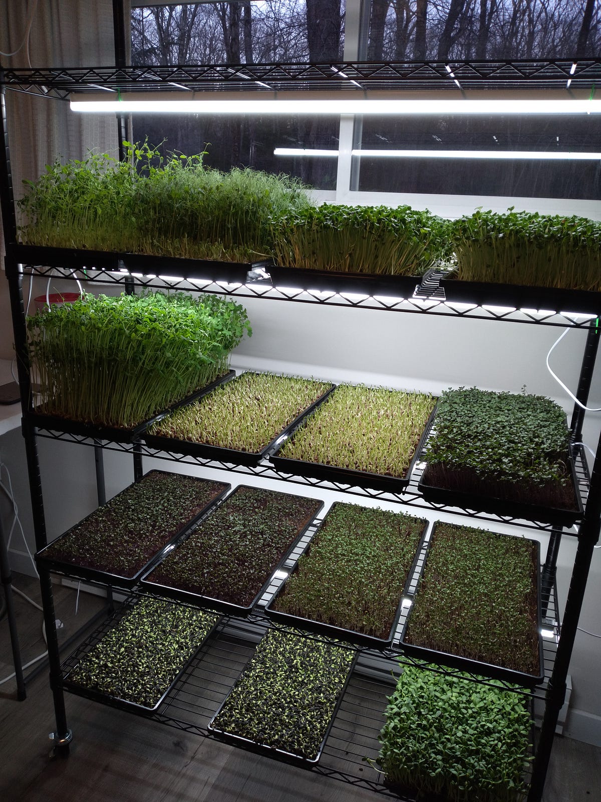 Microgreens: Tiny Veggies, HUGE Health Benefits | by Earthen Words | Medium