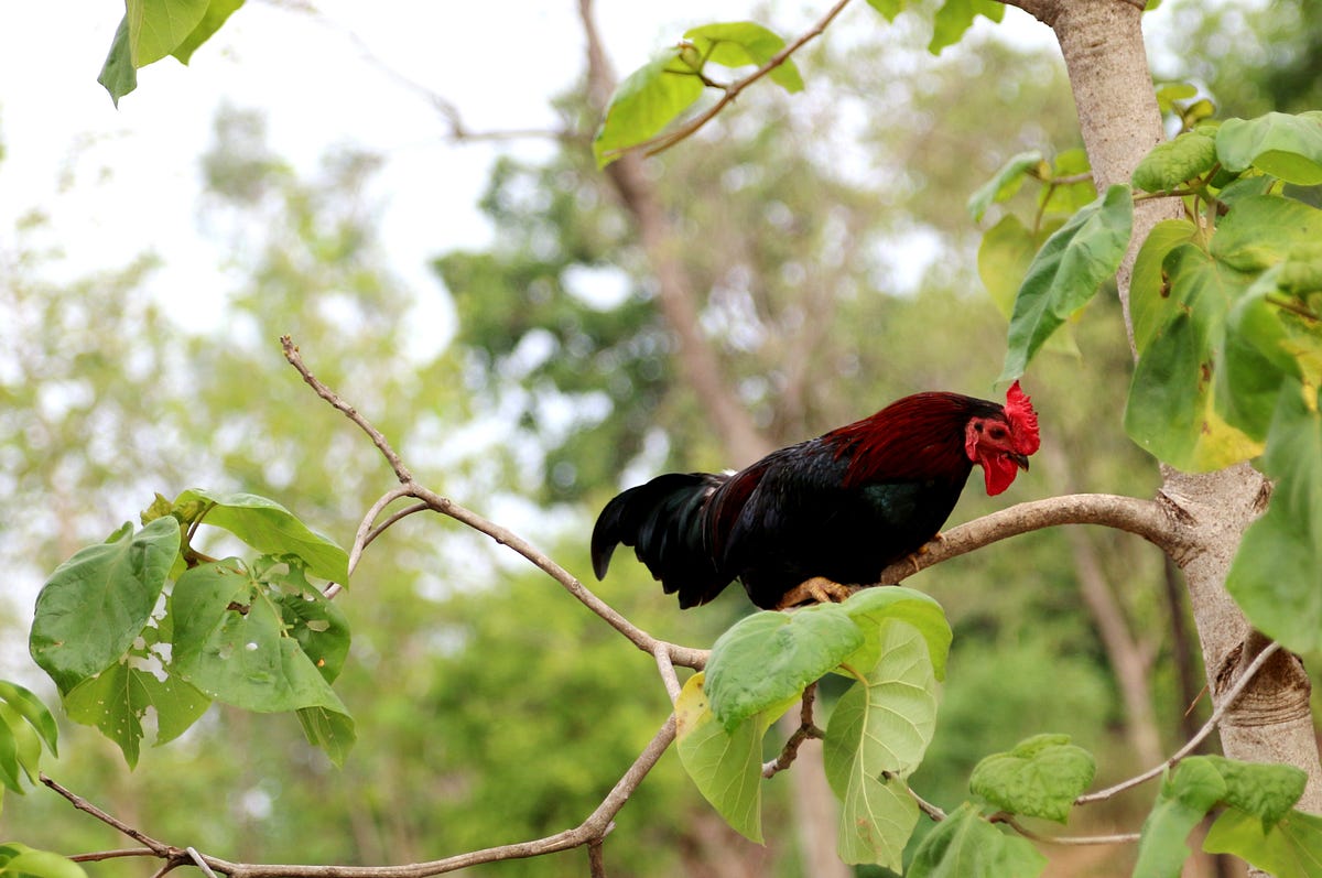 Memories of the Pet Chickens. They gave much joy | by Dr. Seema Patel ...