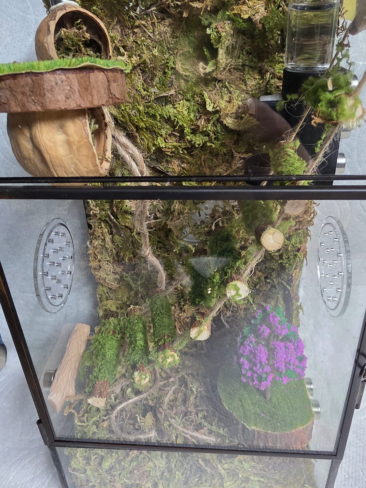 A Tiny Tenant and a Mossy Little Home | by Vessel & Vine | Medium
