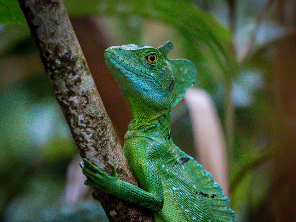 Jesus Walking on Water. The Basilisk Lizard | by KourtneyNicoleWrites💫 ...