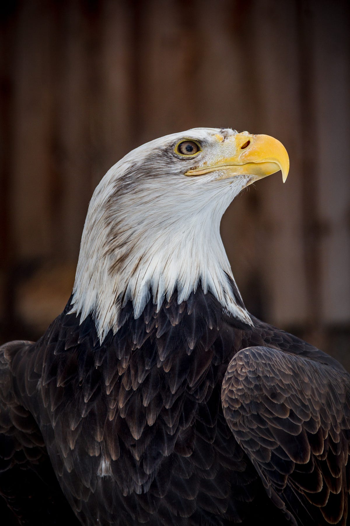 Thinking Back on The Eagles’ Their Greatest Hits (1971–1975) - The ...