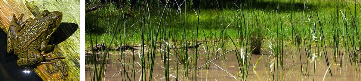 The Farm Bill Conservation Programs and Coastal Program | by U.S. Fish ...