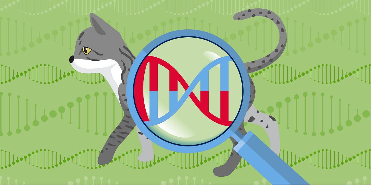 Everything to Know About Cat DNA Tests | Medium