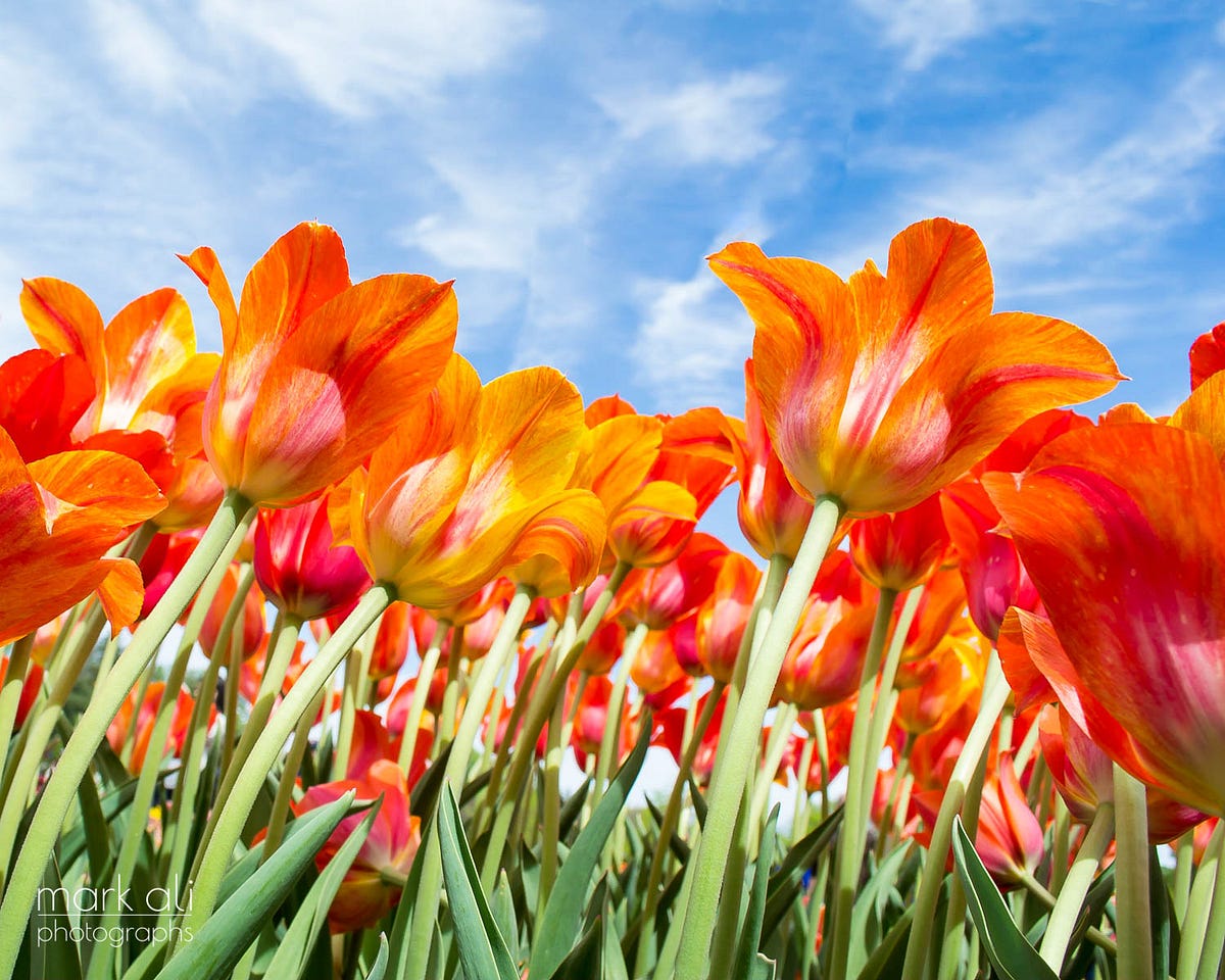Flower Photography from a Low Angle | by Mark Ali | Photo Dojo | Medium