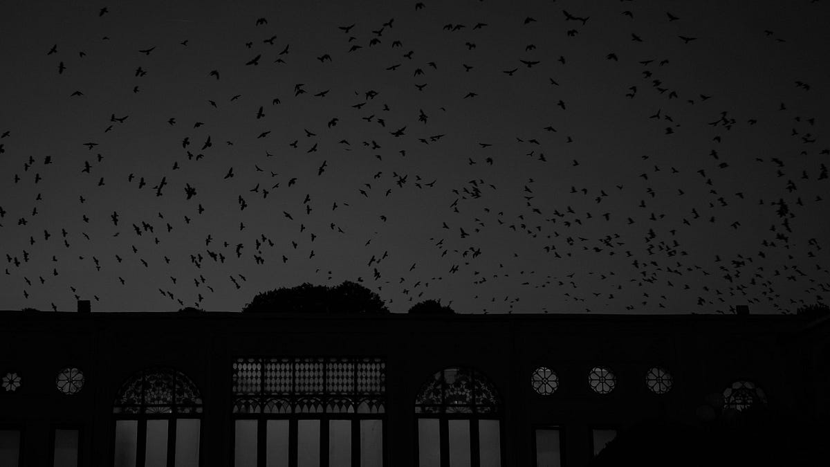 Crow haiku. crows in wild chorus call the cracks… | by Jane Woodman ...