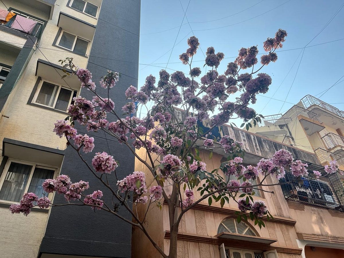 Life Lesson Learned from Pink Trumpet Trees | by Hasan Ali | Medium