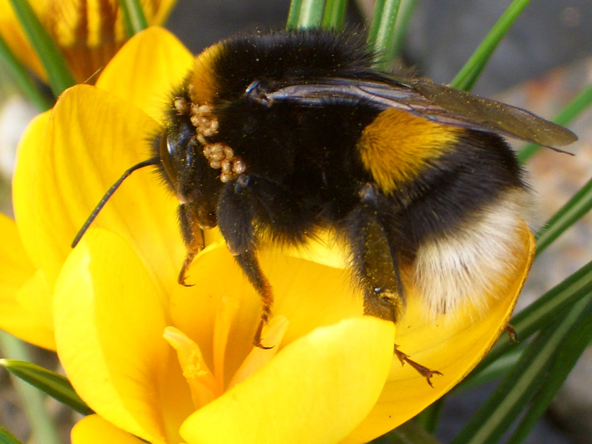 Bee Extraordinary. I get asked a lot how I come up with my… | by Nikkie ...