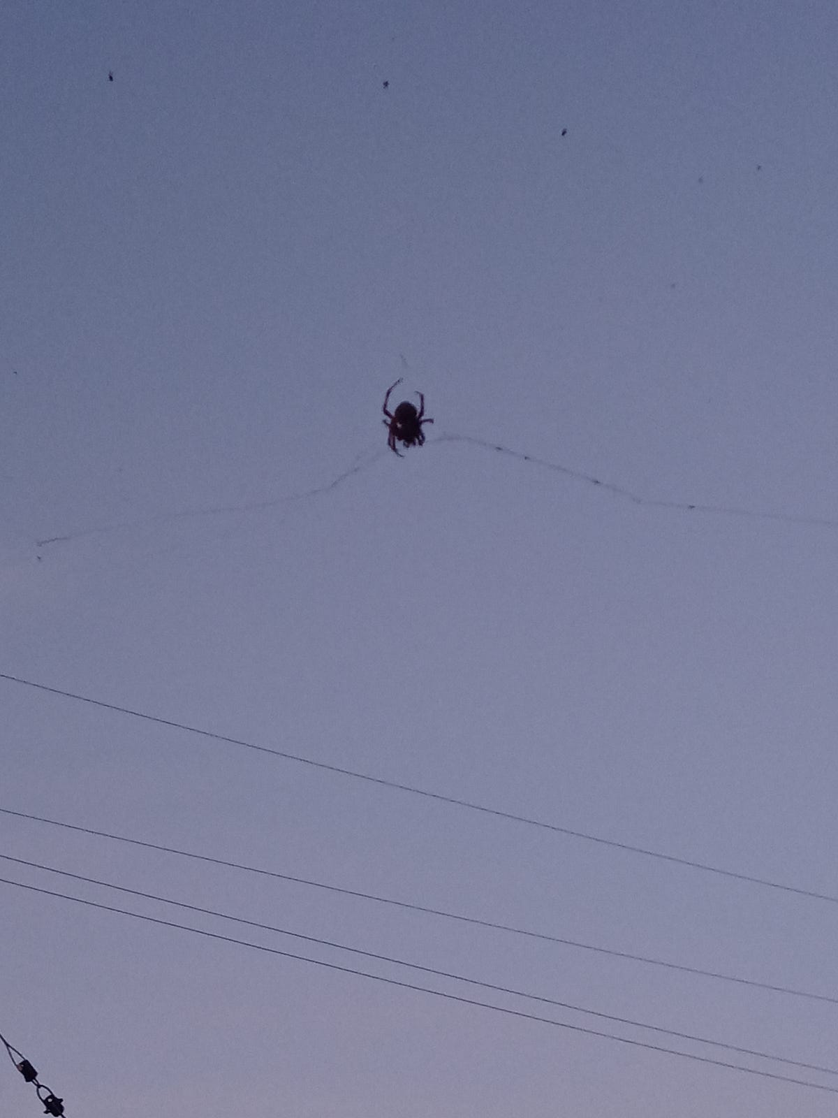 The Spider's Lesson The spider diligently weaves its own masterpiece ...