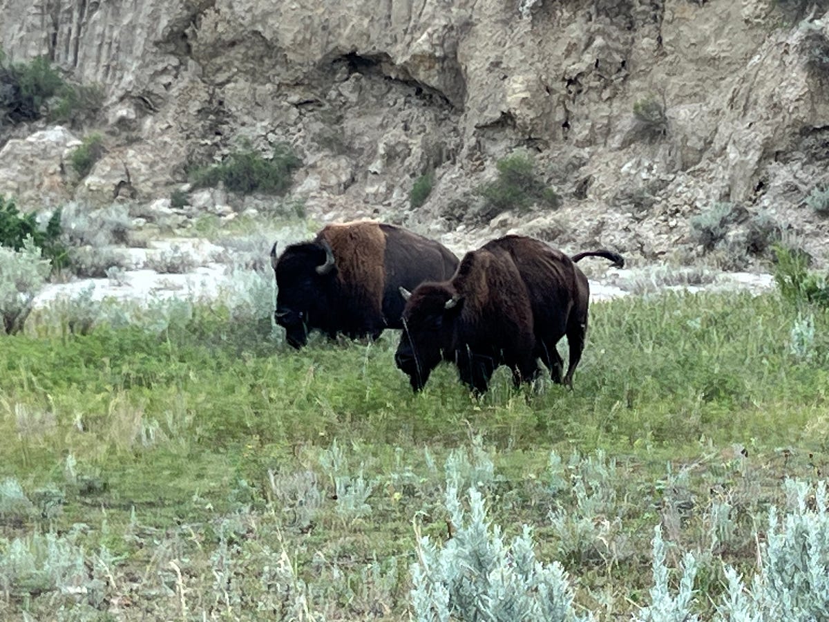 Snapshots of Buffalo. American Bison on the prairie | by Julia A ...