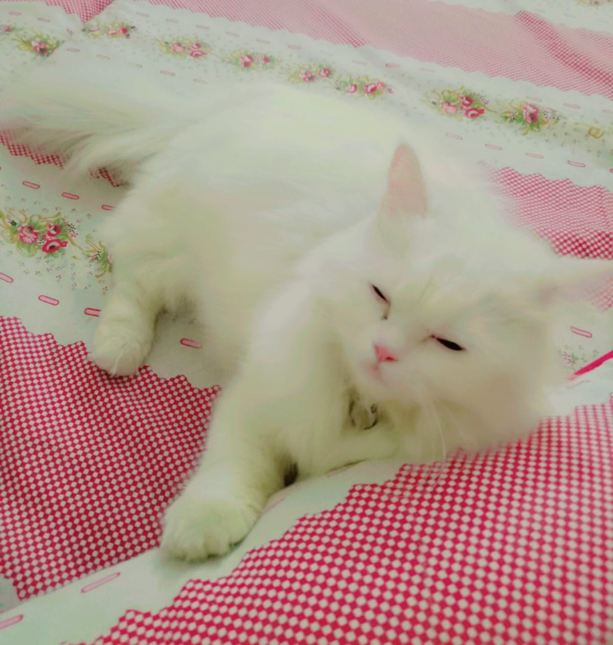 Ailurophile Lady Rekindled Her Love With A Cat — | by Amber's ChronicleCove | Medium