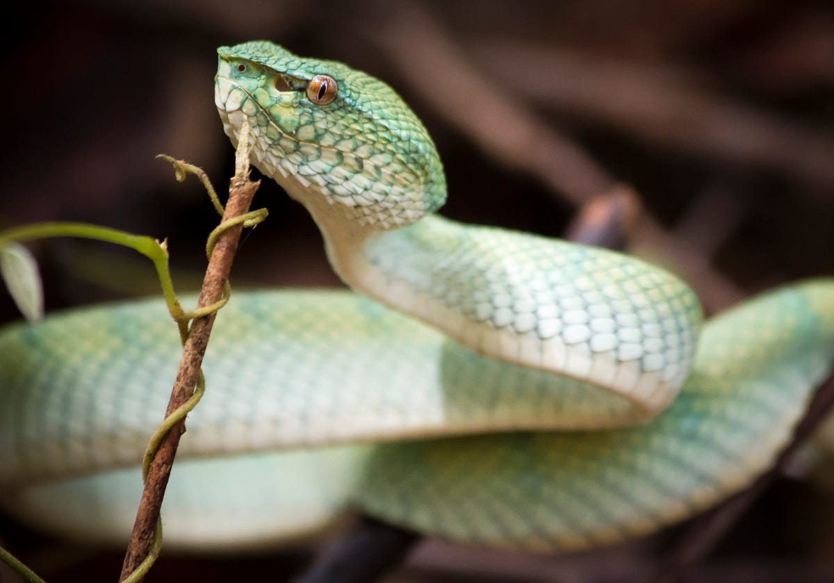 Snakebite: A Neglected Tropical Disease | by Freya Pappert | Medium