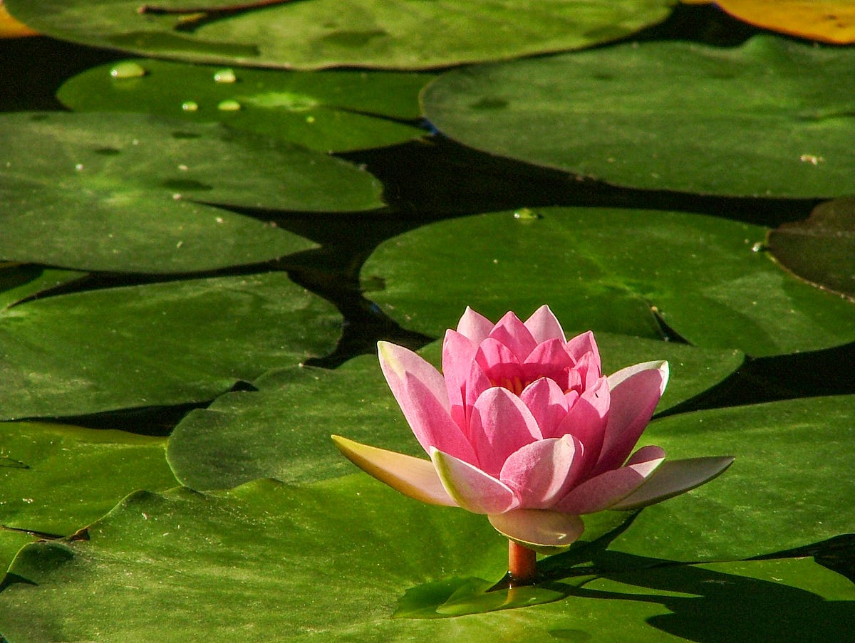 Lily Pad Girl. You hop and go and start again | by Caitlin Rose ...
