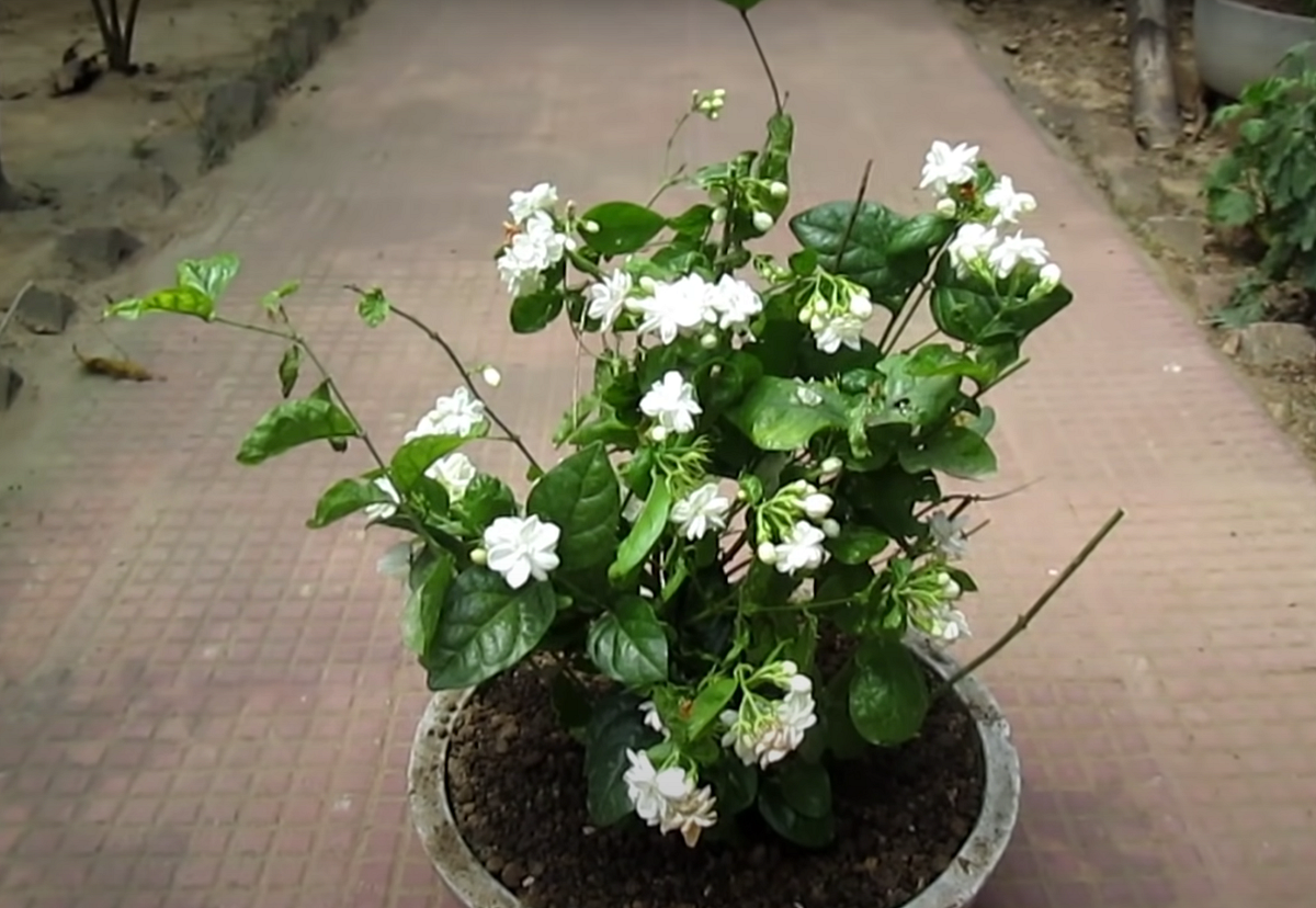 Mogra Jasmine Plant: The Fragrant Beauty of Your Garden | by qooplants ...
