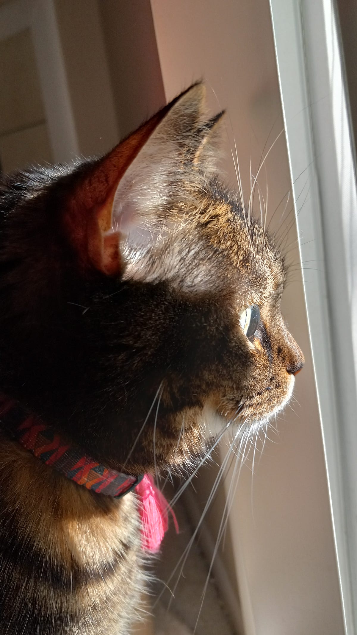 The Weather According To My Cats. The meteorological adventures of my ...