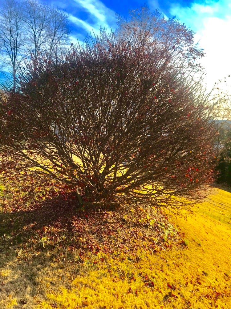 Lin Ross ,. Thank you , your response means so much… | by Susan ...