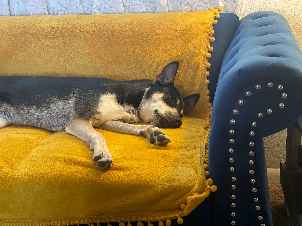 A Day in the Life of Miss Charlie - The Daily Cuppa - Medium