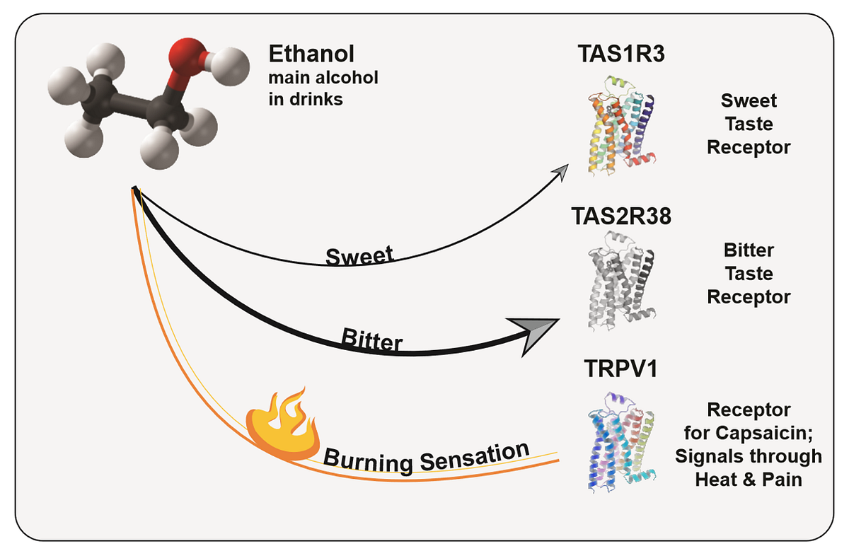 The Spirit Within: The Effect of Ethanol on Drink Perception | by ...