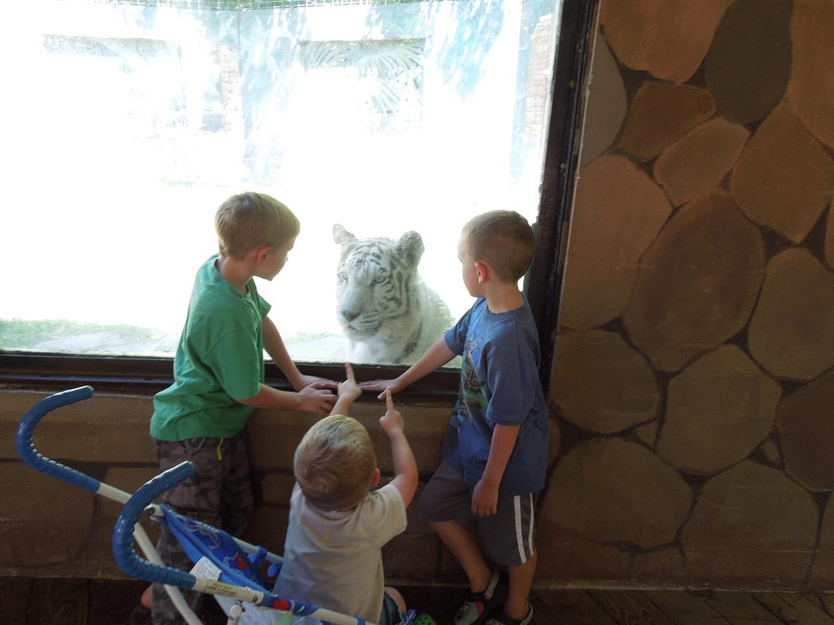 Encounter with a Tiger. Aptly is today’s random word. Thursday… | by ...