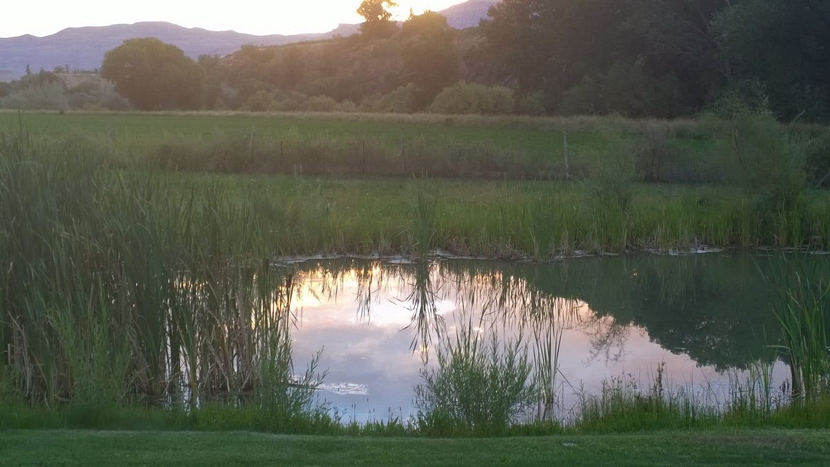 A settling pond. There is a large pond to the east of my… | by Jeanette ...