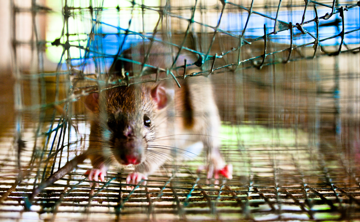 Why Do Rats Never Learn, Father?. One Story from My Childhood, One from ...