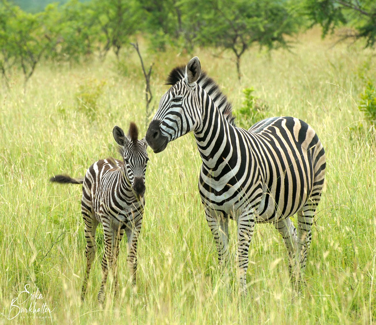 Little Baby Zebra. Wildlife Trekker Challenge: Wild Baby… | by Erika ...