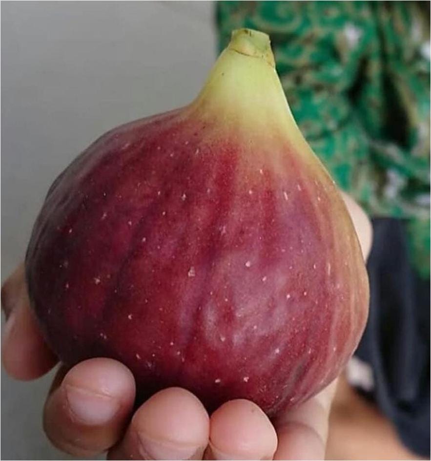 Bibit Tin Fresh Cangkok Tgf Taiwan Golden Fig Banyumas Terbaik | by ...
