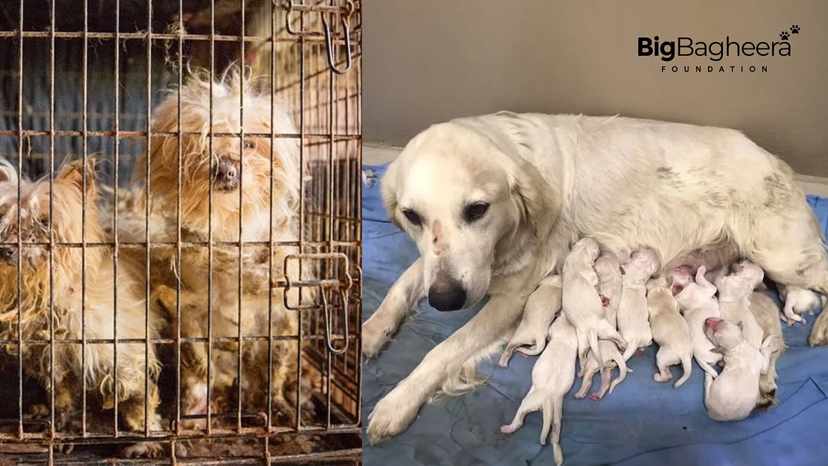Breeding is Mafia — The untold tale of exploitation behind man’s best ...