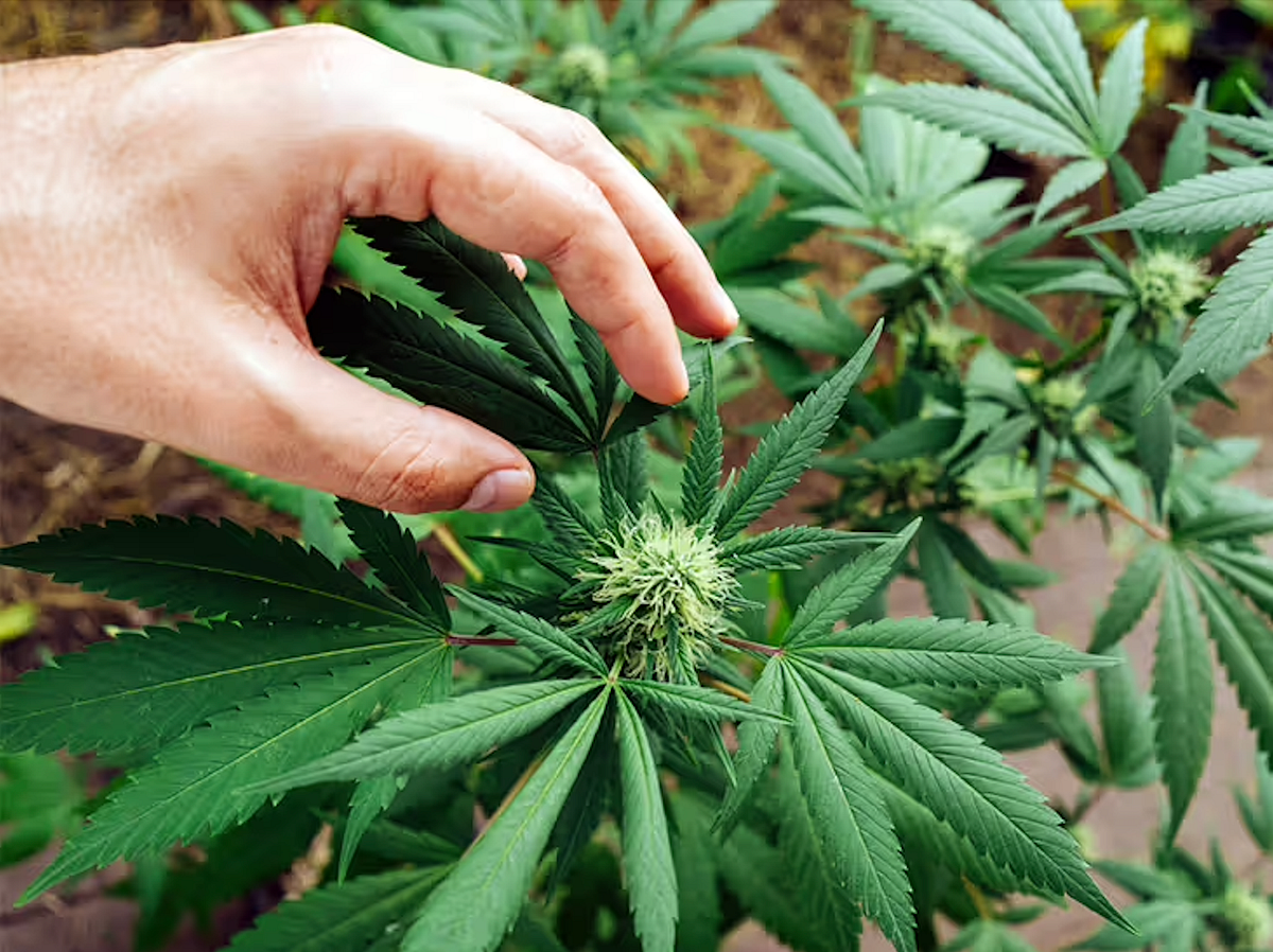 CBD’s Soothing Touch on the Fibromyalgia Journey | by Calm Club | Medium