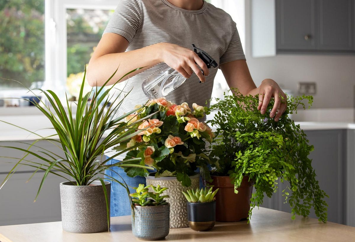 Houseplants for everyone. Plants have long been an integral part… | by ...