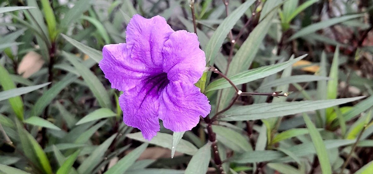 Rawikara Malam — lia, 2025 | by lia | May, 2025 | Medium