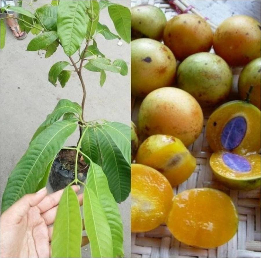 Bibit Pohon Gandariatanaman Buah Gandaria Batang Terlengkap | by ...