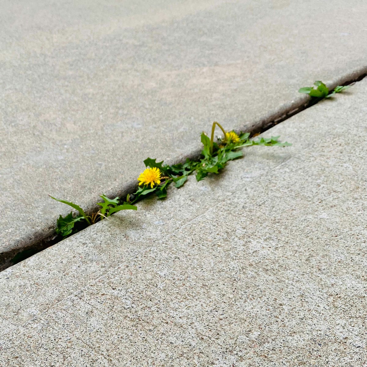 Rising after every fall. The art of resilience | by Dwidya Sitta ...